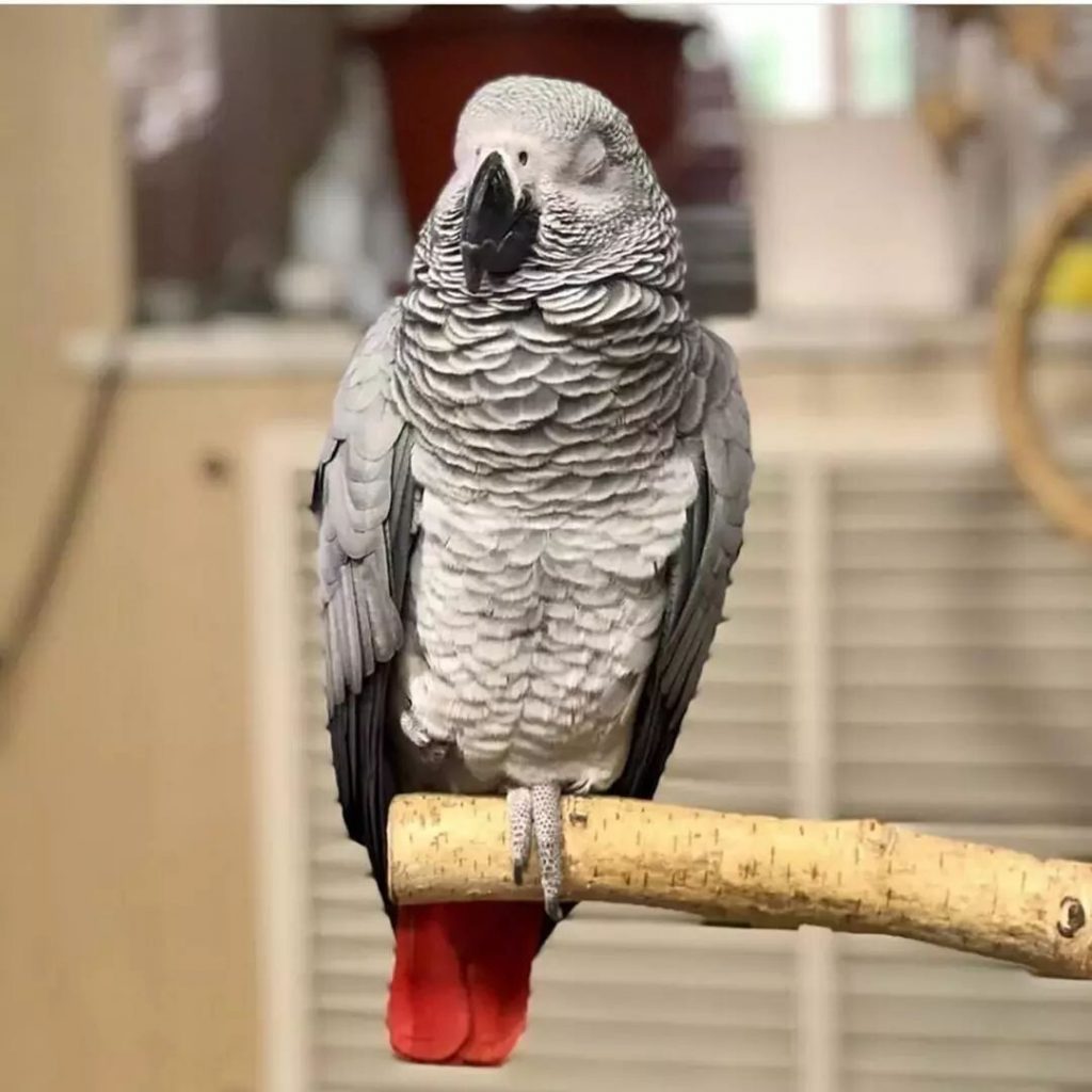 African Grey Parrots for Sale - African Grey Parrot For Sale – Perfect ...