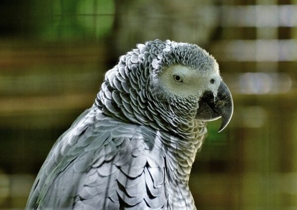 African Grey Parrot For Sale Perfect Companion