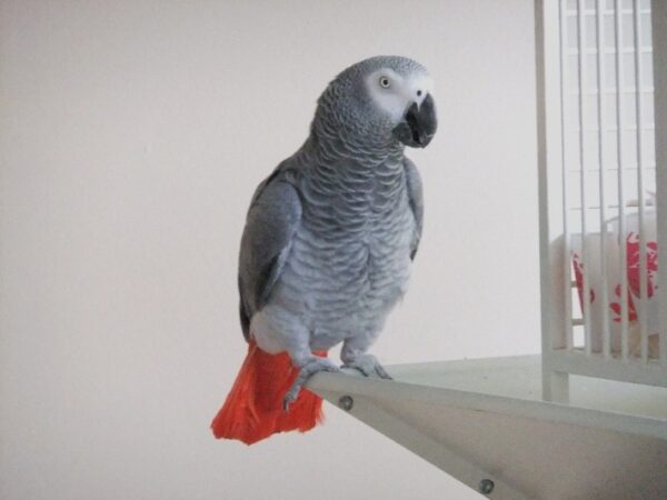 African Grey Parrot Price Guide: How Much the Expenses Cost - Afro ...