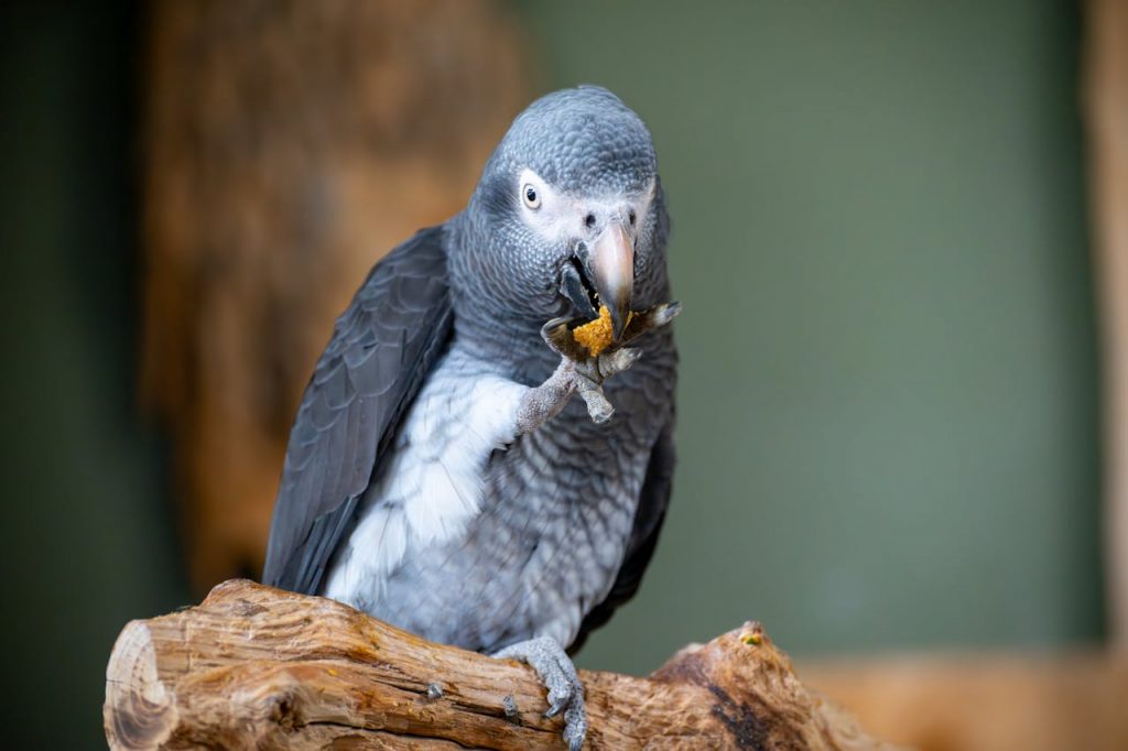 7 Unique Characteristics of African Grey Parrots Explained