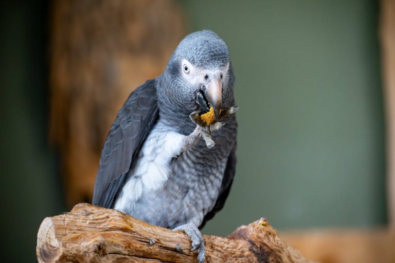 African Grey Parrot - Afro Birds Farm