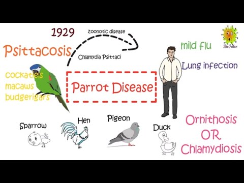 Essential Guide To Common Parrot Health Issues - Afro Birds Farm